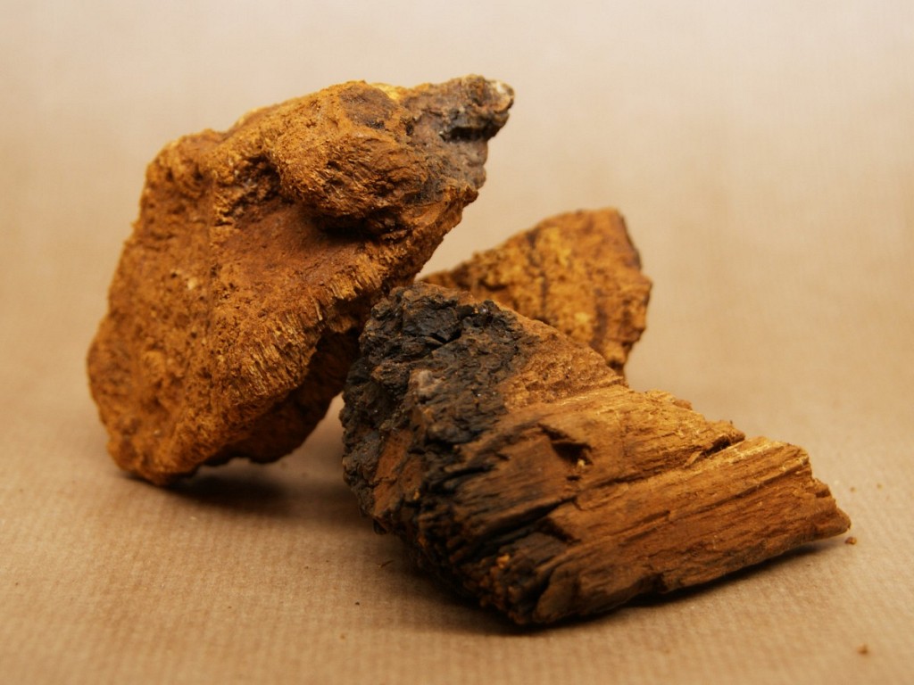 Chaga mushroom (aka Inonotus obliquus, Chaga, Clinker Polypore, Cinder ...
