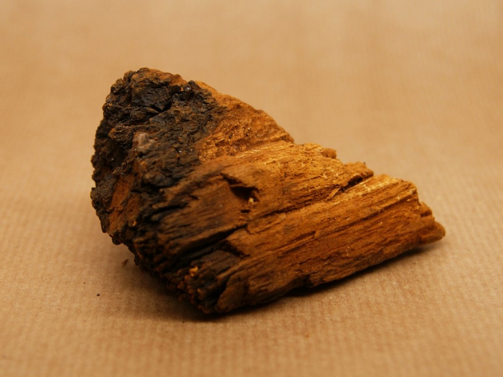 Chaga mushroom (aka Inonotus obliquus, Chaga, Clinker Polypore, Cinder ...
