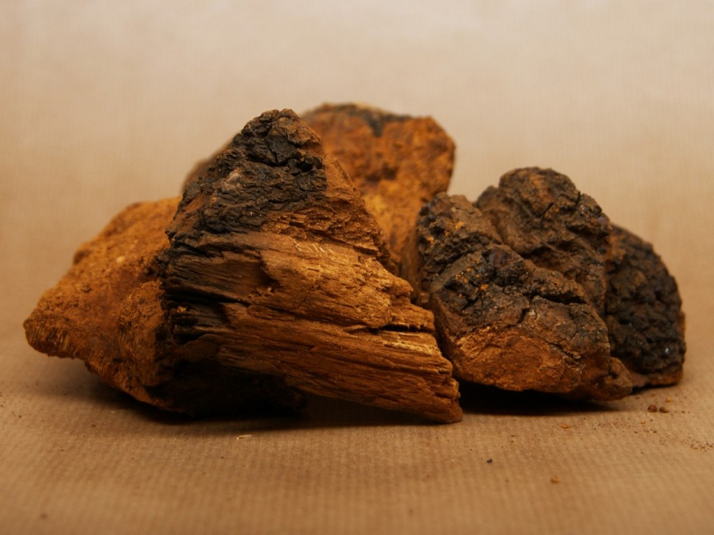 Chaga mushroom (aka Inonotus obliquus, Chaga, Clinker Polypore, Cinder ...