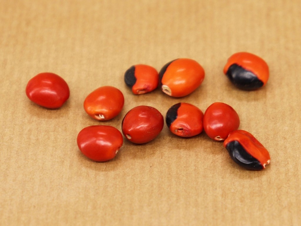 Huayruro (aka Ormosia coccinea) at Katukina - Tribal Rapé, Mapacho ...
